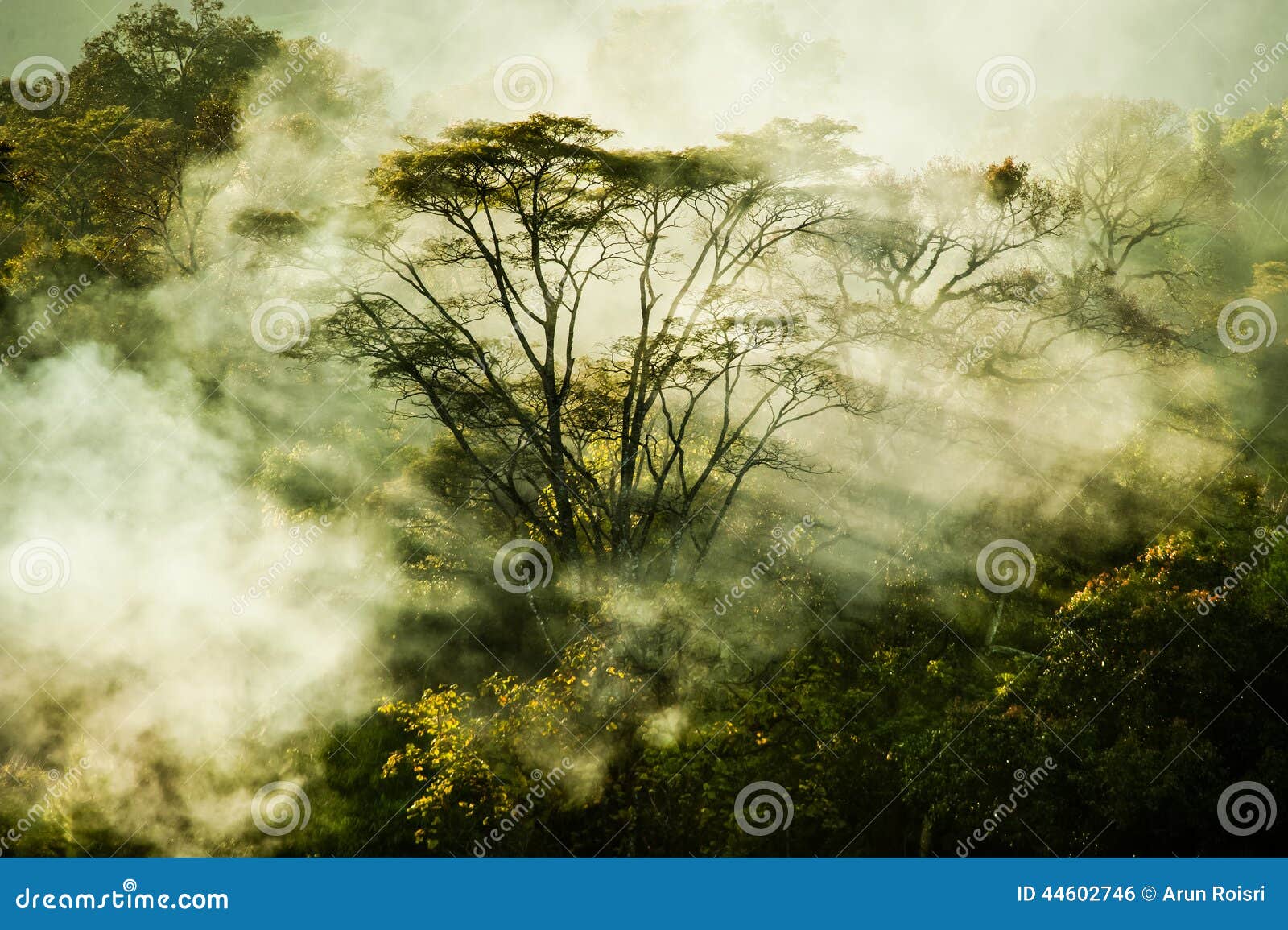 Depth of Tropical Forest with Magical Sunlight Passing Stock Photo ...