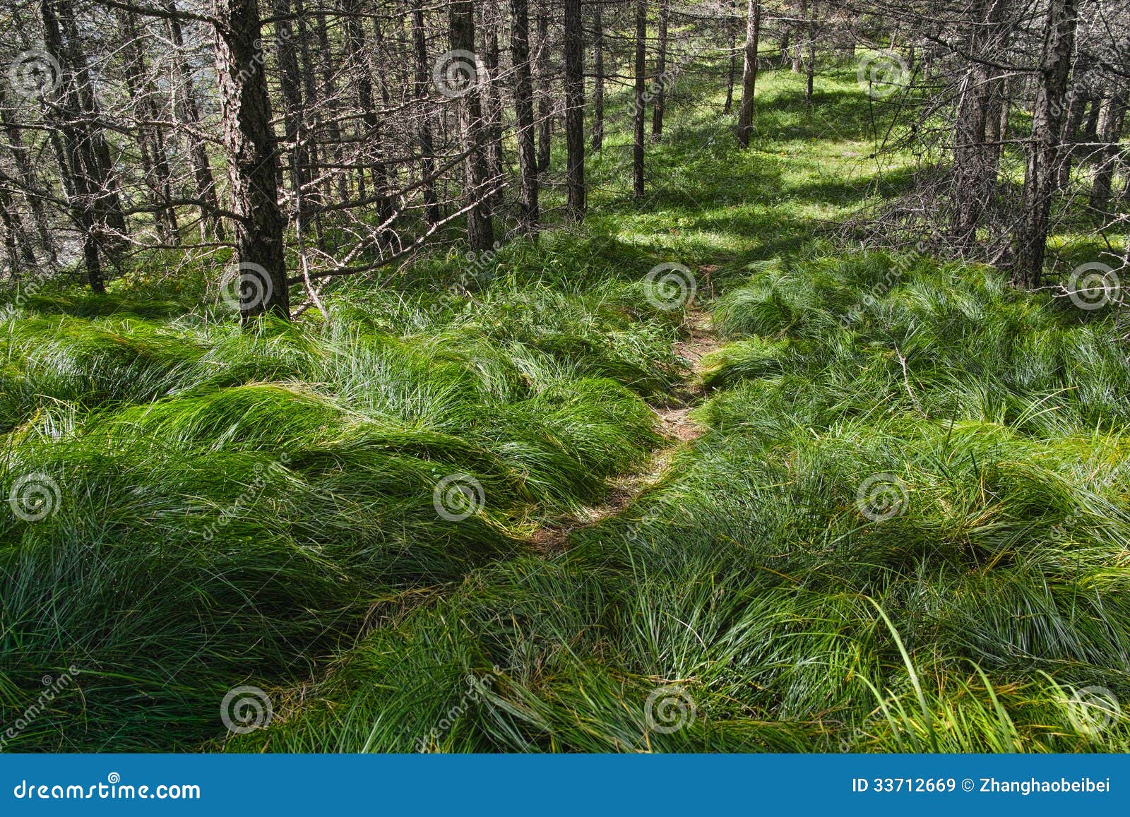 Depths of forest stock image. Image of green, dappled - 33712669