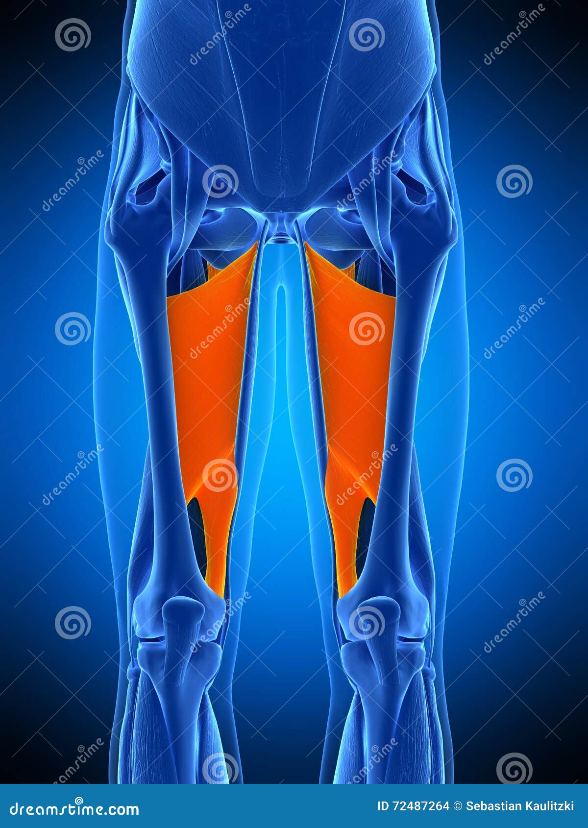 Der Adduktoren- Magnus stock abbildung. Illustration von anatomie ...