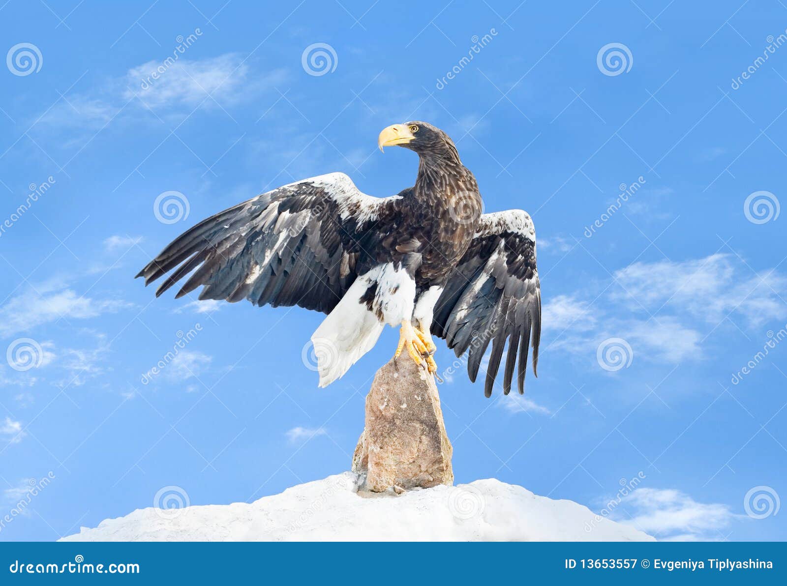 Der Adler Sitzt Auf Einem Stein Stockbild - Bild von räuberisch, himmel ...