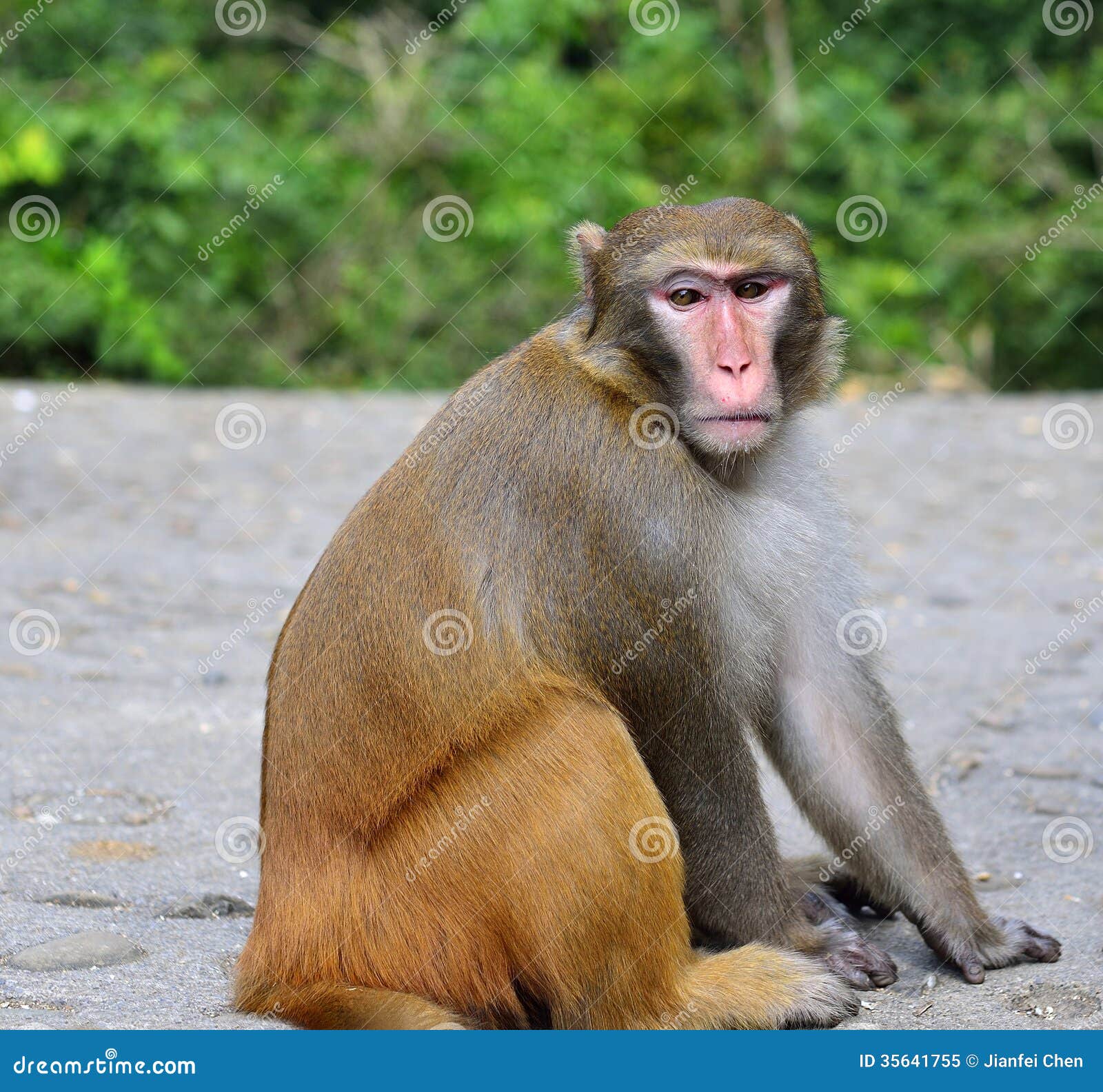 Der Affe Starrt Entlang Sie an Stockbild - Bild von schauen, nett: 35641755