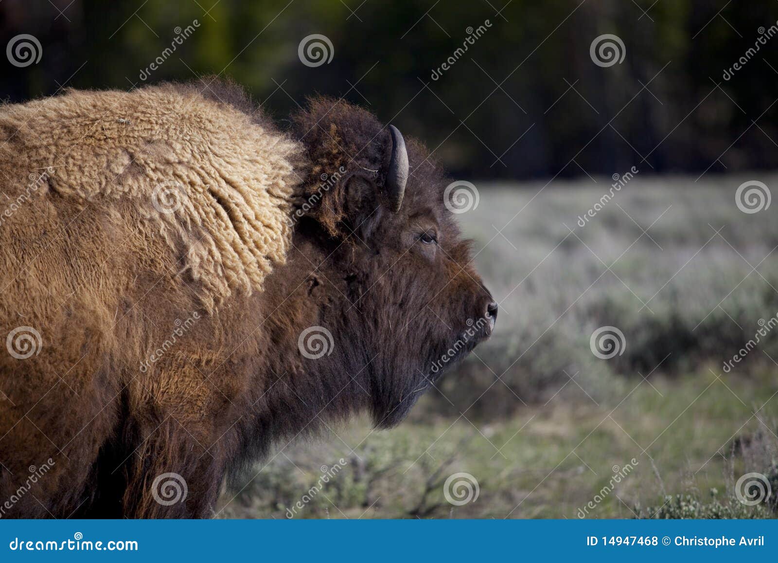 Der Bison stockfoto. Bild von zustände, wild, parks, nave - 14947468