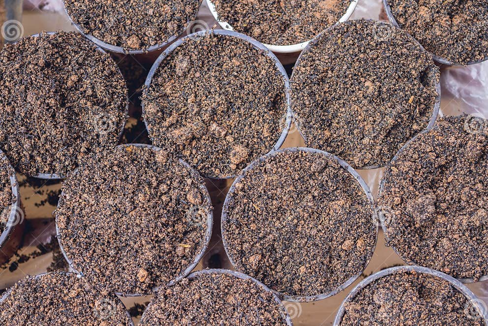 Der Boden im Topf stockfoto. Bild von bohnen, boden, polymerisch - 76469506