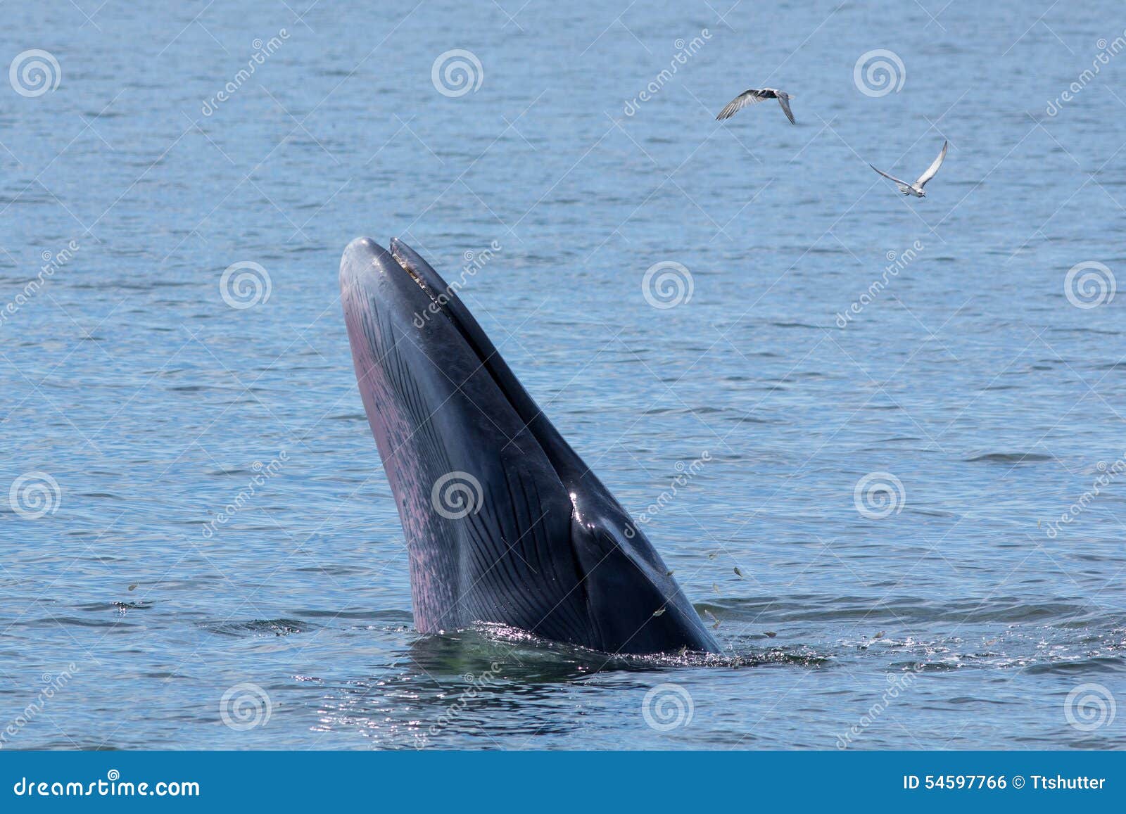 Der Brydewal stockfoto. Bild von sorte, lebensraum, barten - 54597766