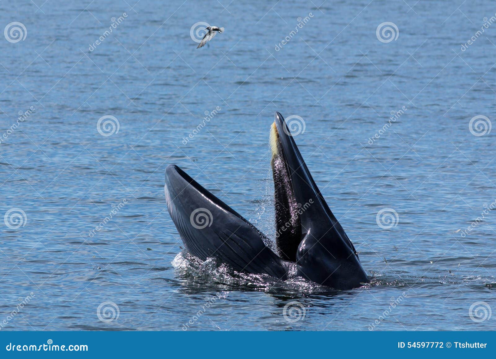 Der Brydewal stockfoto. Bild von meerblick, meer, wamme - 54597772