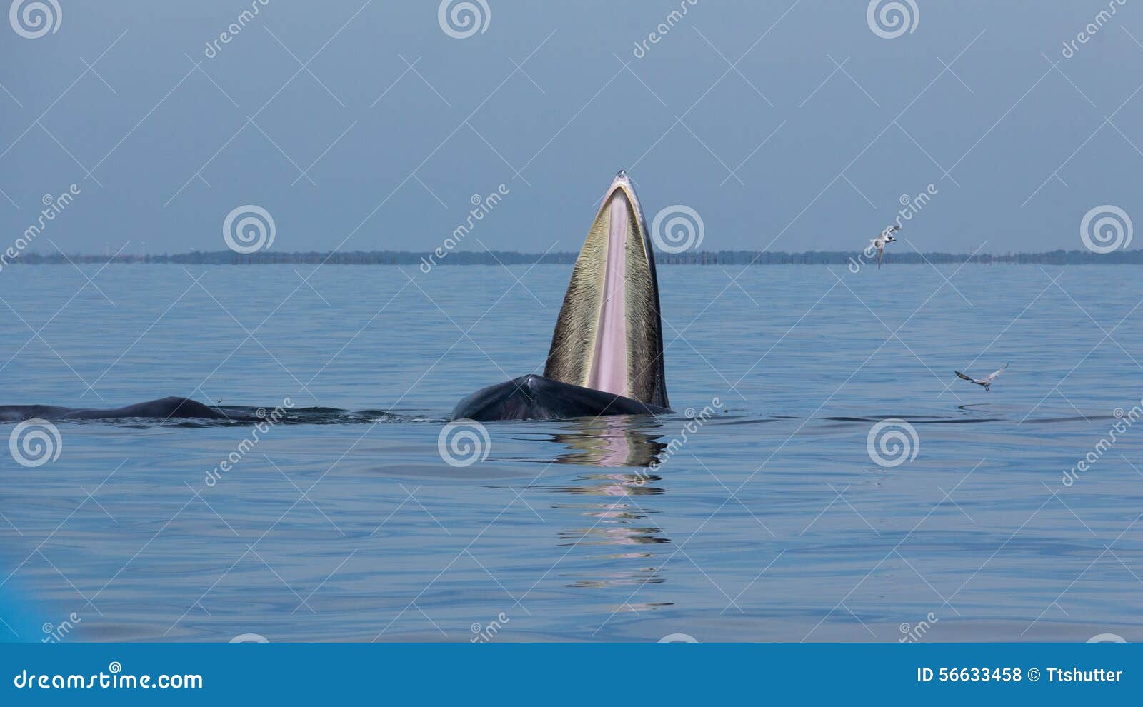 Der Brydewal stockfoto. Bild von ozean, kiefer, wamme - 56633458