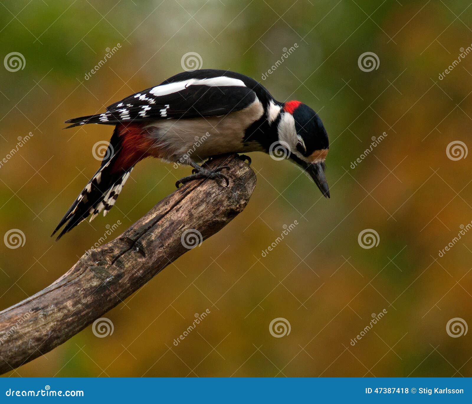 Der Buntspecht, Dendrocopos Major Stockfoto - Bild von vogelkunde, nett ...