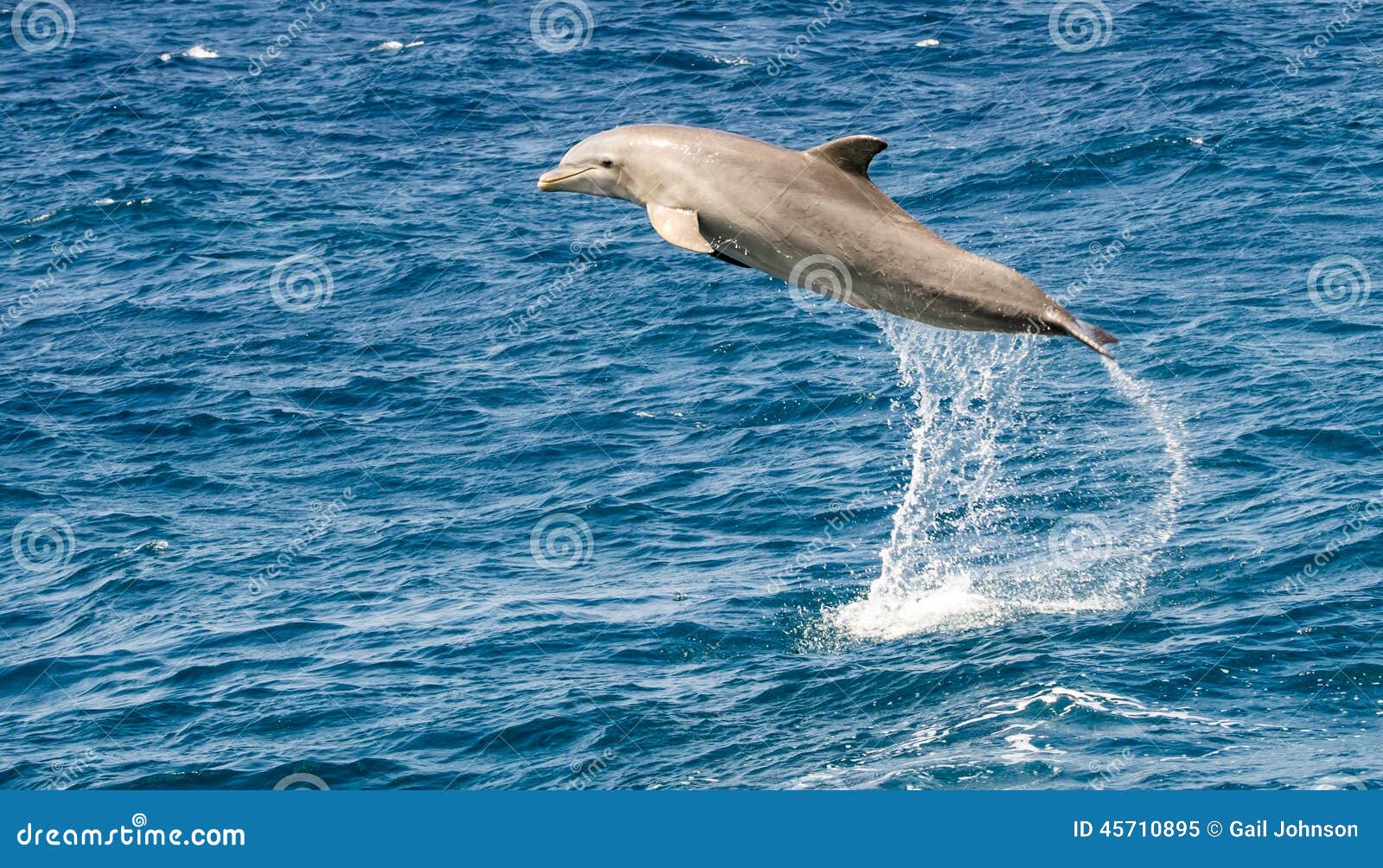 Der Delphin Springend in Den Ozean Stockbild - Bild von wasser, insel ...