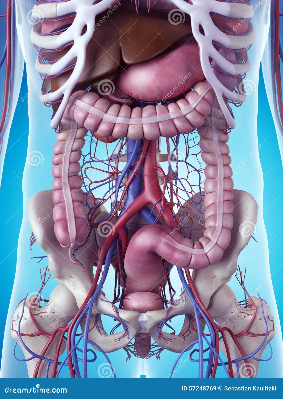 Der Doppelpunkt stock abbildung. Illustration von genau - 57248769