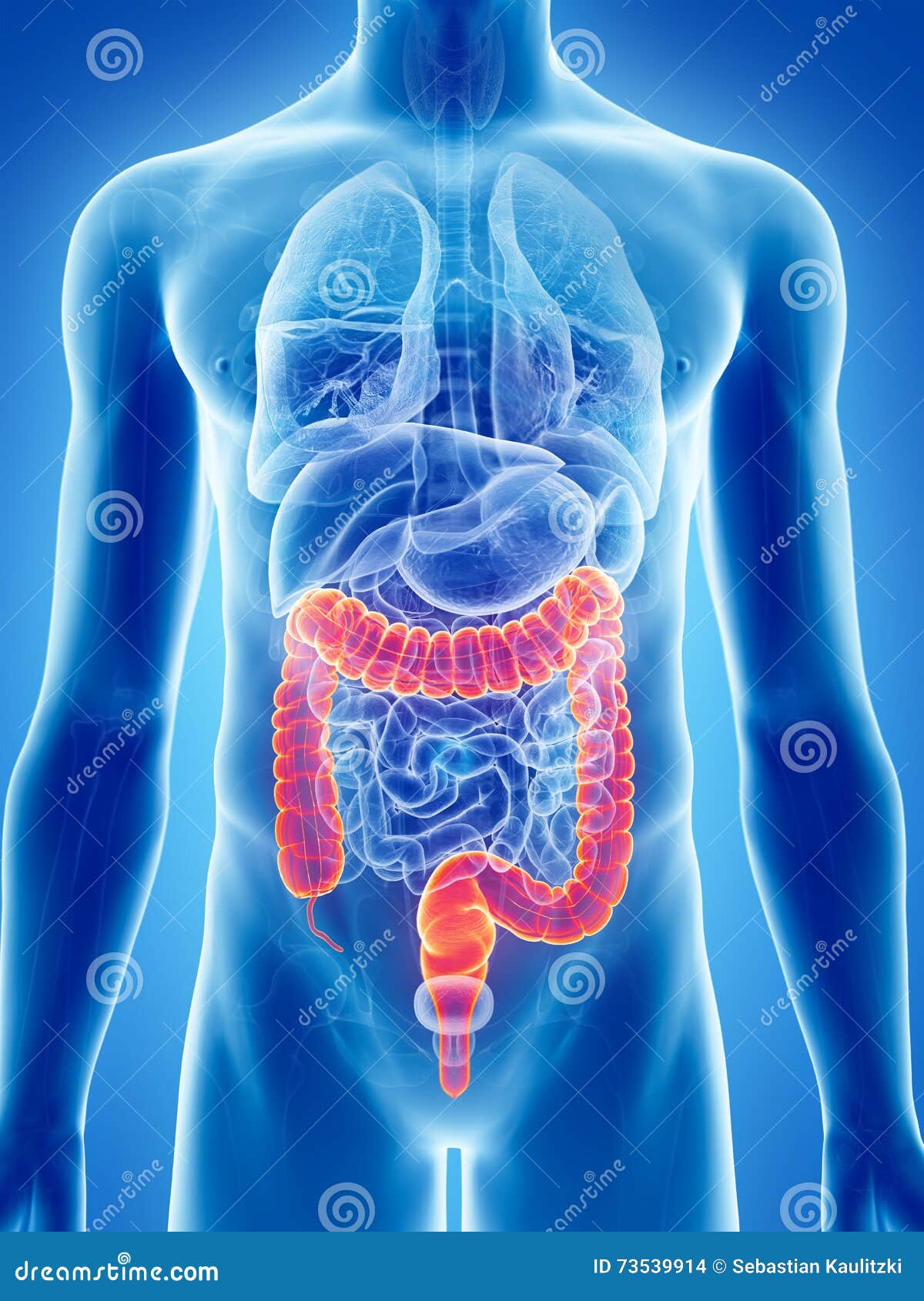 Der Doppelpunkt stock abbildung. Illustration von medizin - 73539914