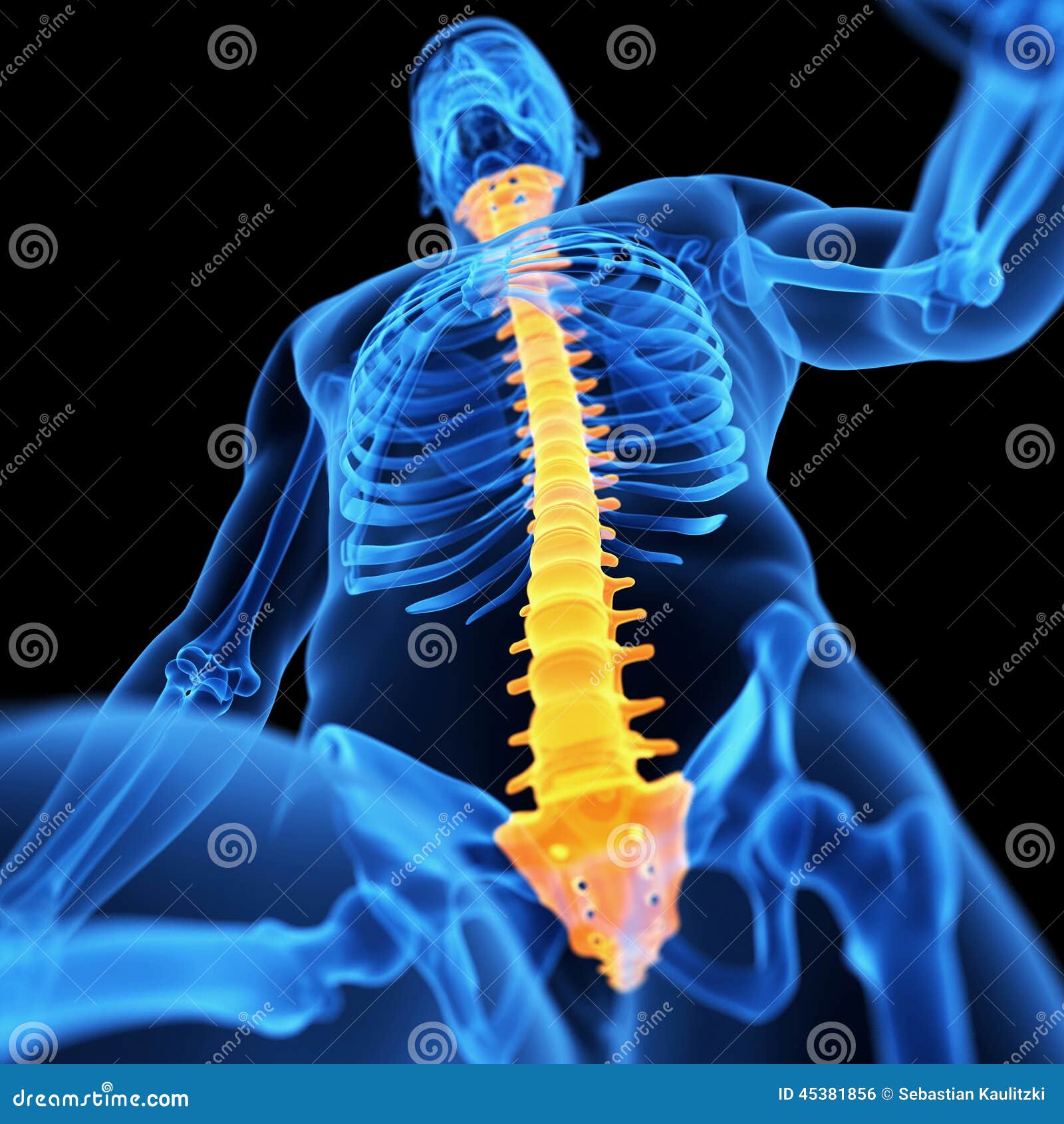 Der Dorn stock abbildung. Illustration von skelett, physiologie - 45381856