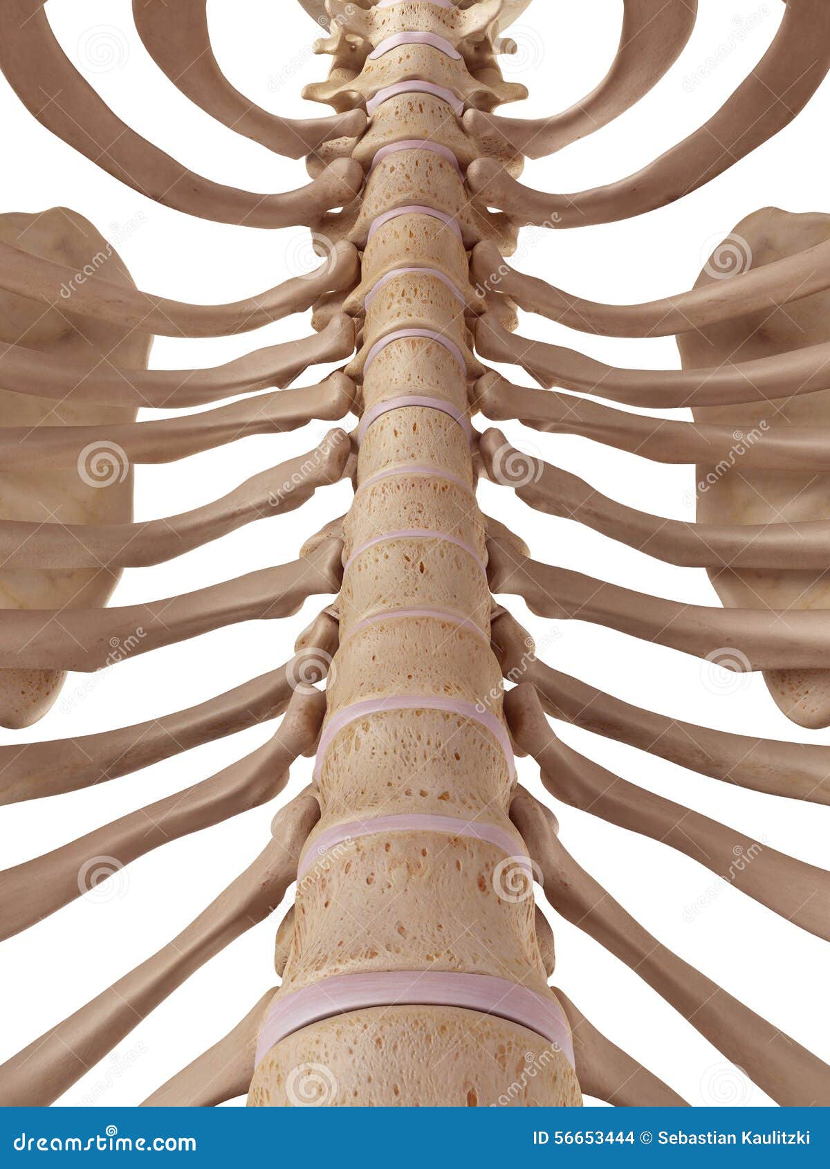 Der Dorn stock abbildung. Illustration von medizinisch - 56653444