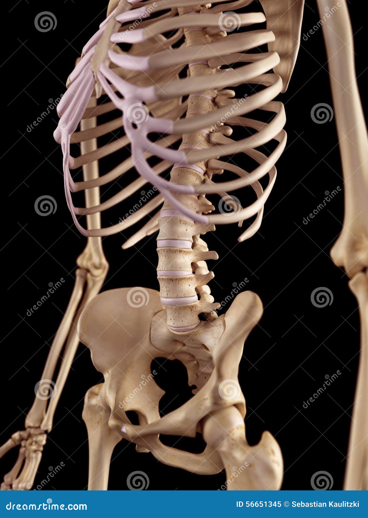 Der Dorn und der Thorax stock abbildung. Illustration von skelettartig ...