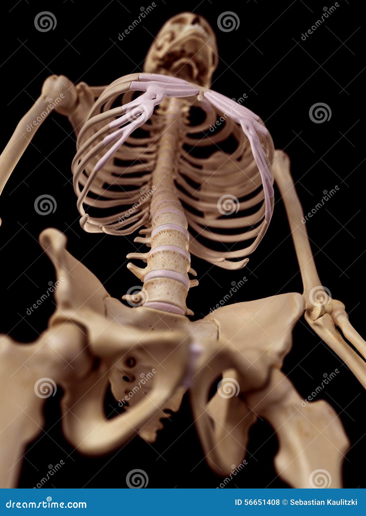 Der Dorn und der Thorax stock abbildung. Illustration von genau - 56651408