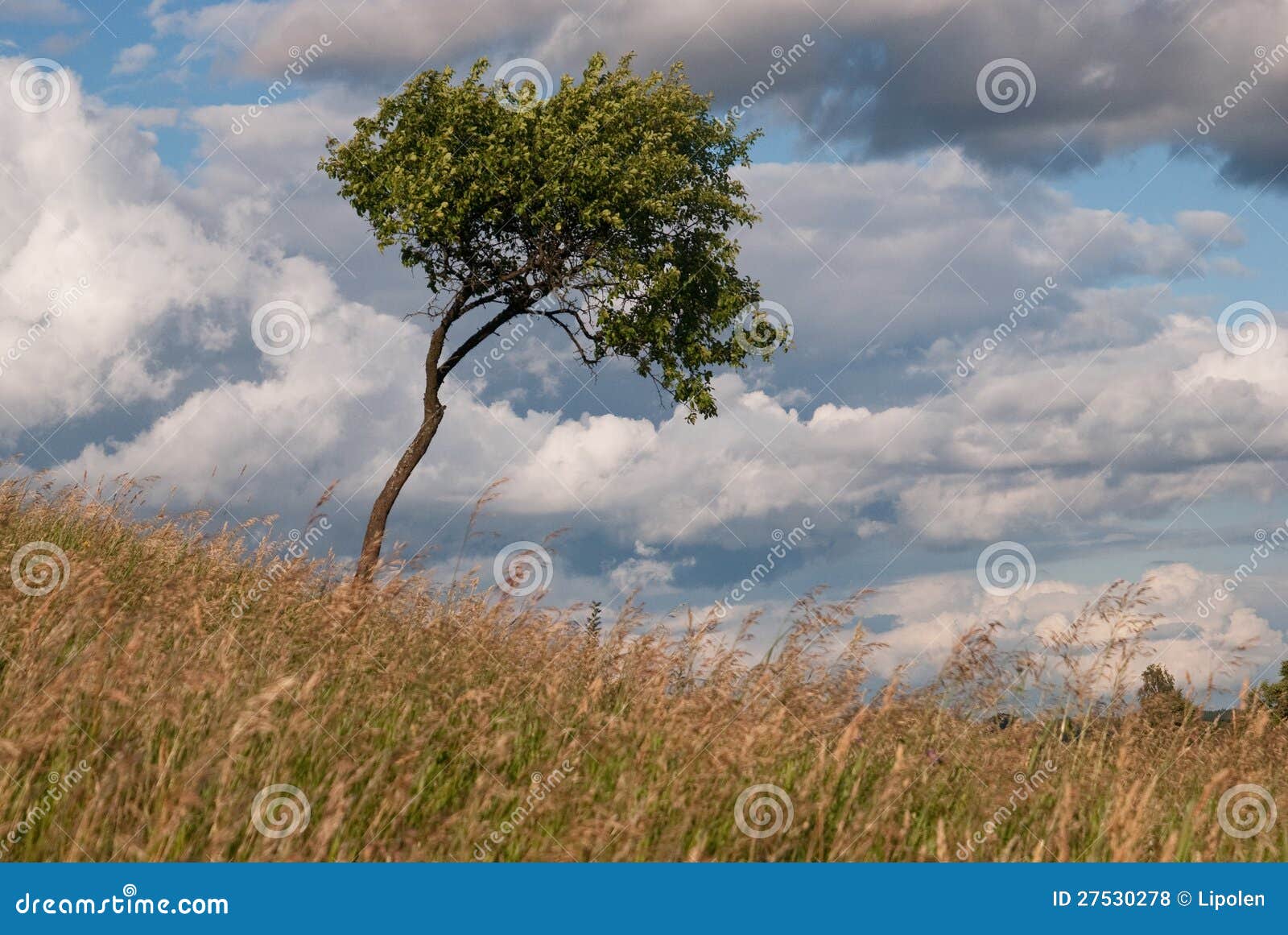 Der Einsame Baum Blowed Durch Wind Stockfoto - Bild von lehnen ...
