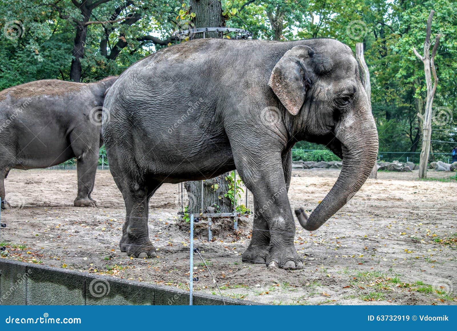 Der Elefant stockbild. Bild von park, berlin, getrennt - 63732919