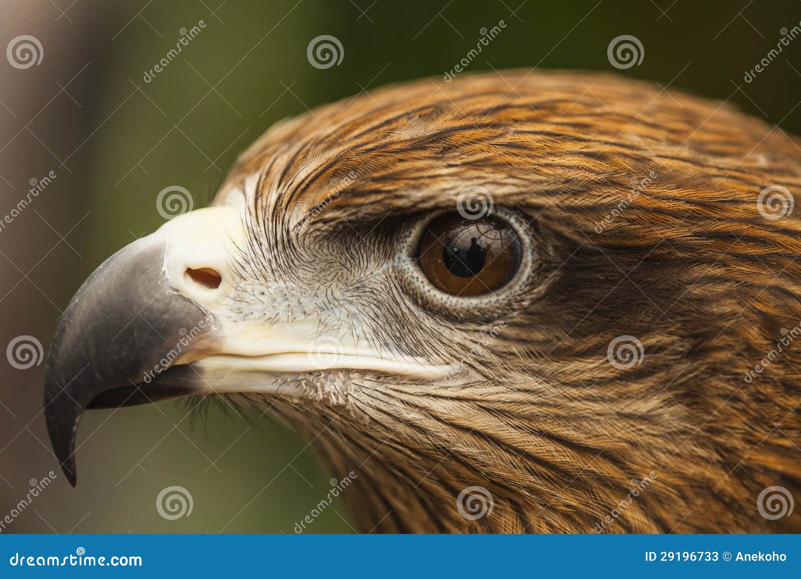 Der Falke stockbild. Bild von gefieder, frei, porträt - 29196733