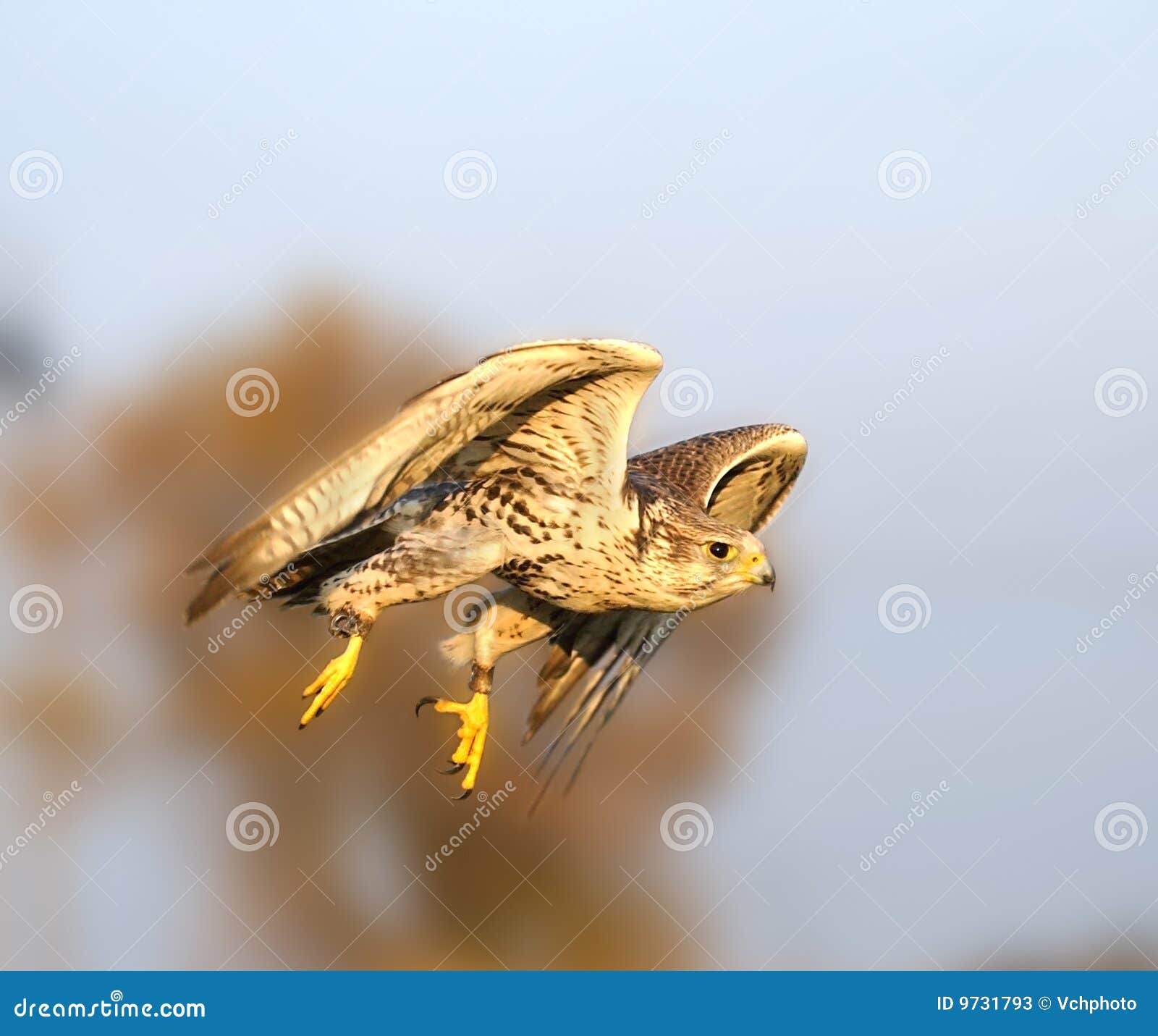 Der Falke im Flug stockbild. Bild von gefieder, ökologie - 9731793