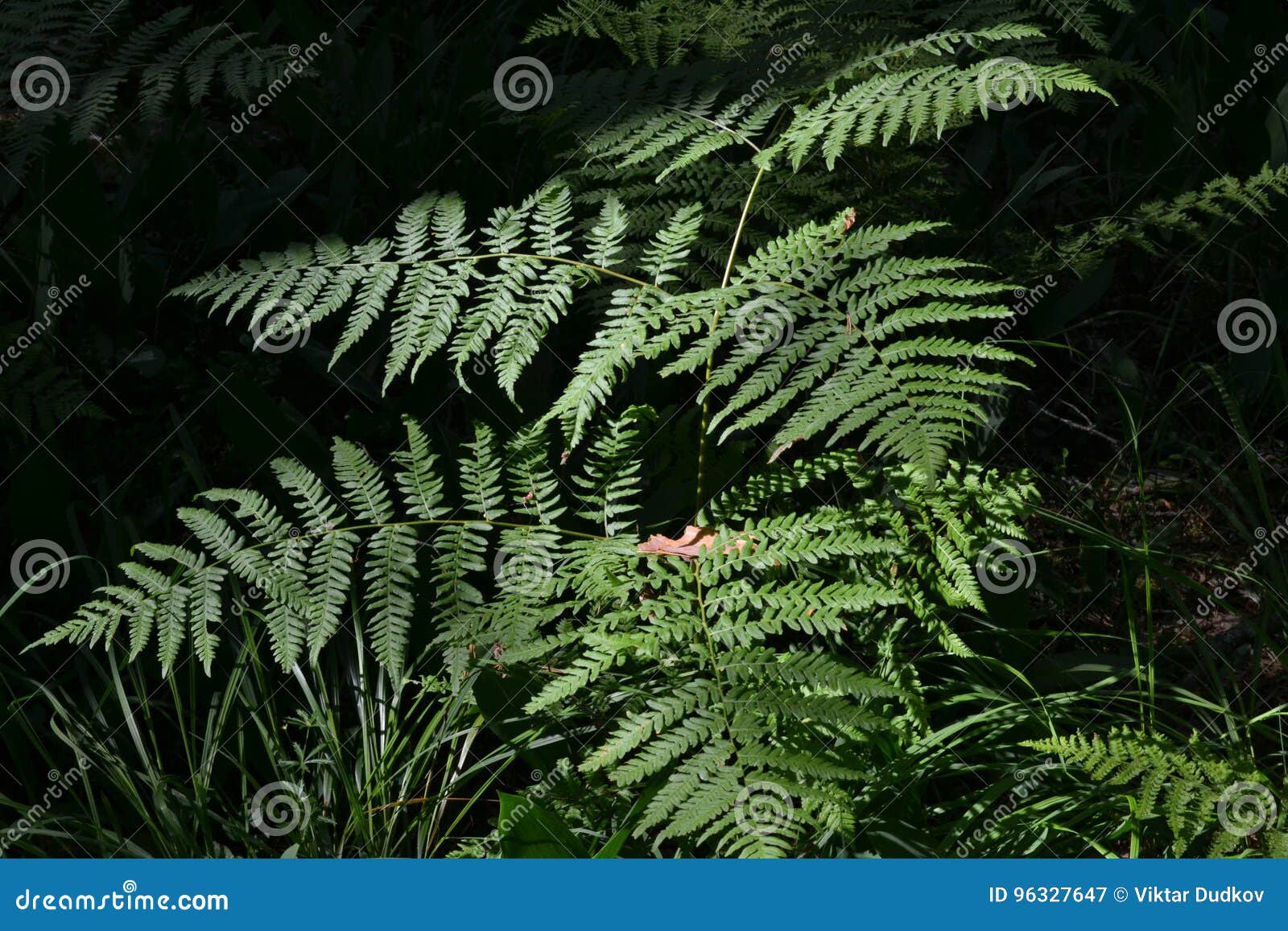 Der Farn Im Wald Wird Hell Durch Die Sonne Beleuchtet Stockbild - Bild ...