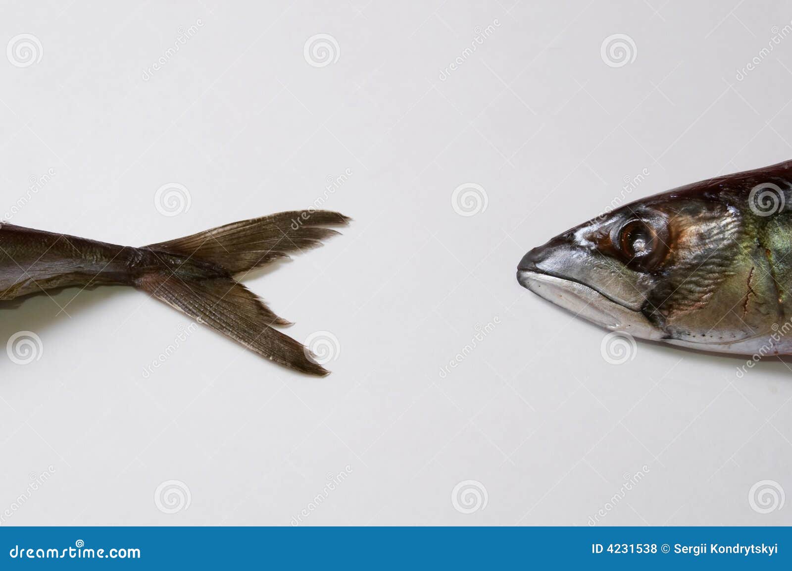 Der Fischkopf, Fischen Ein Heck Stockfoto - Bild von sushi, fleisch ...