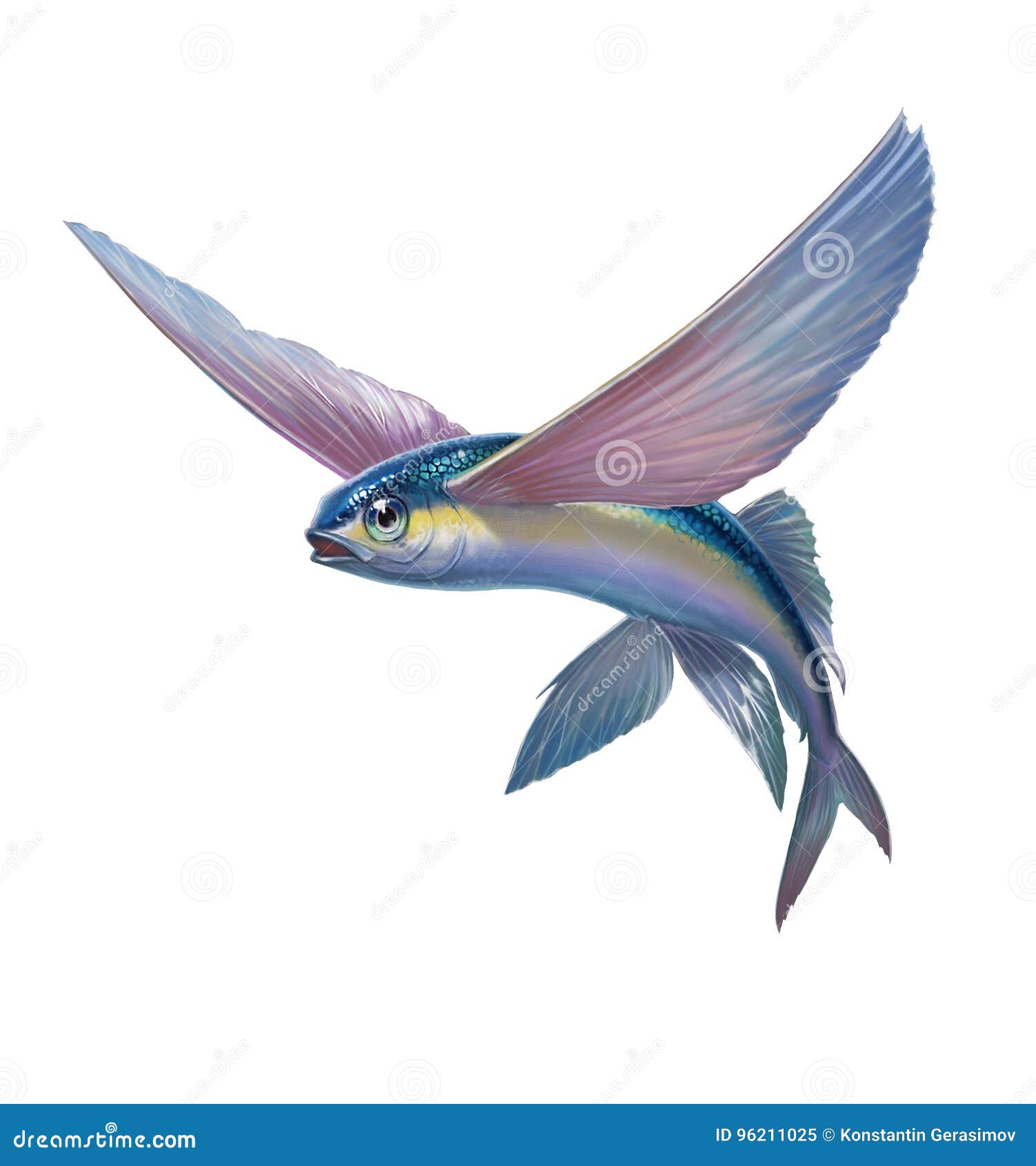 Der Fliegende Fisch Springend Auf Whit Stock Abbildung - Illustration ...