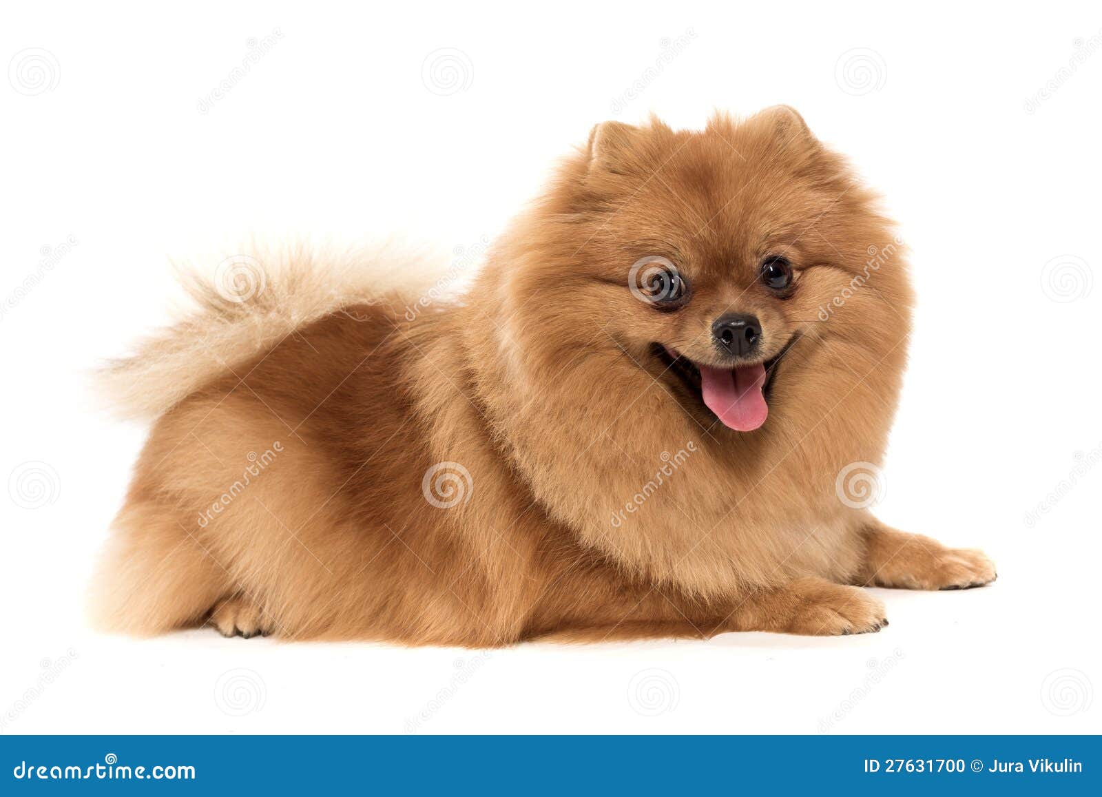 Der freundliche Spitzhund stockfoto. Bild von braun, pflegen - 27631700