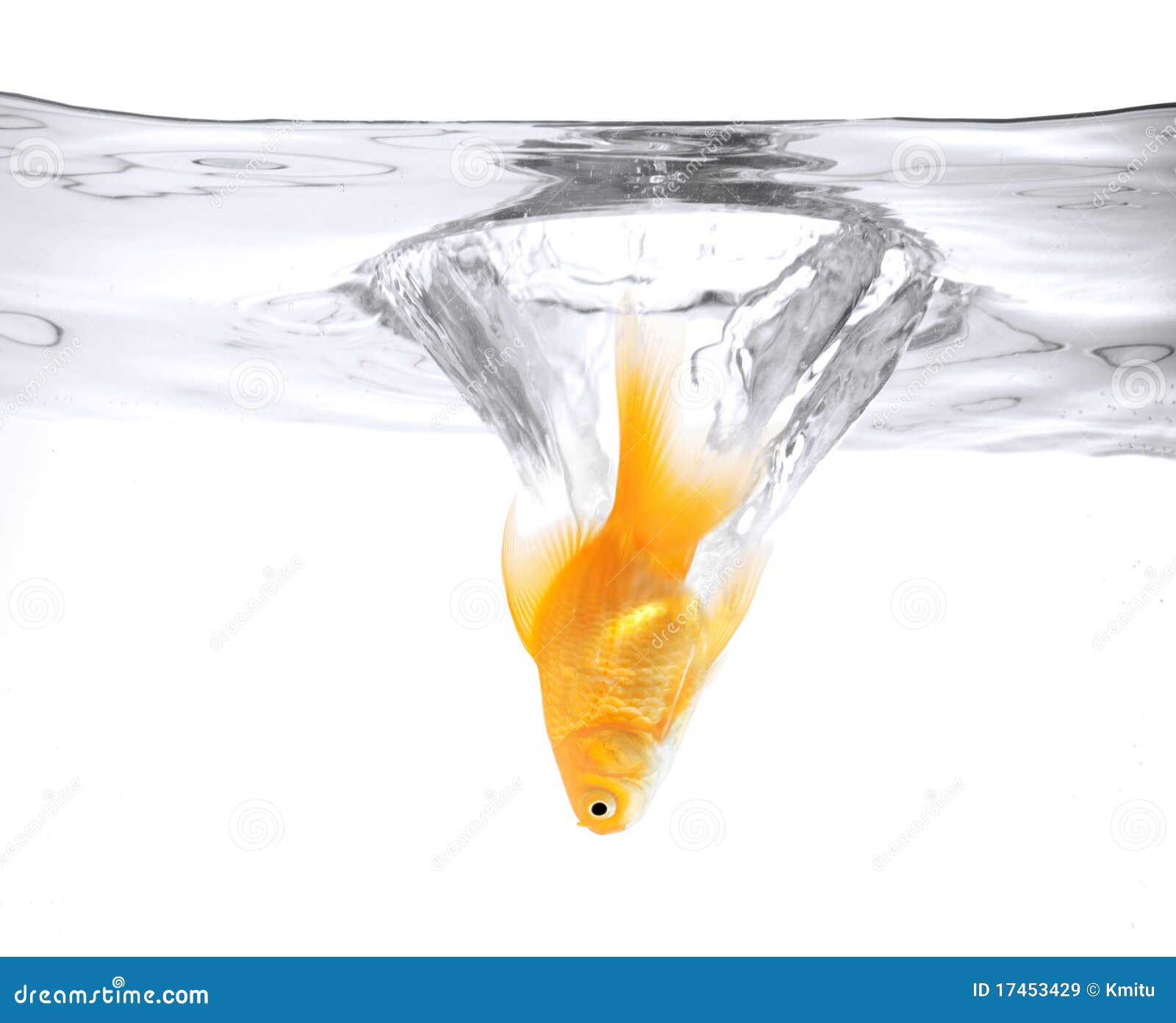 Der Goldfish Springend in Das Wasser Stockbild - Bild von flüssigkeit ...