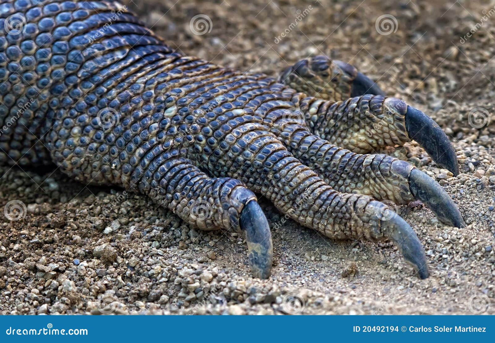 Der Greifer stockfoto. Bild von reptil, namen, hand, tier - 20492194