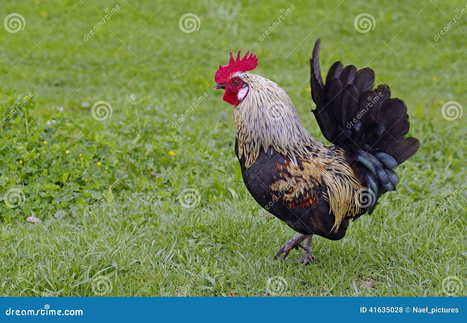 Der Hahn stockfoto. Bild von gefieder, scheitel, schwarzes - 41635028