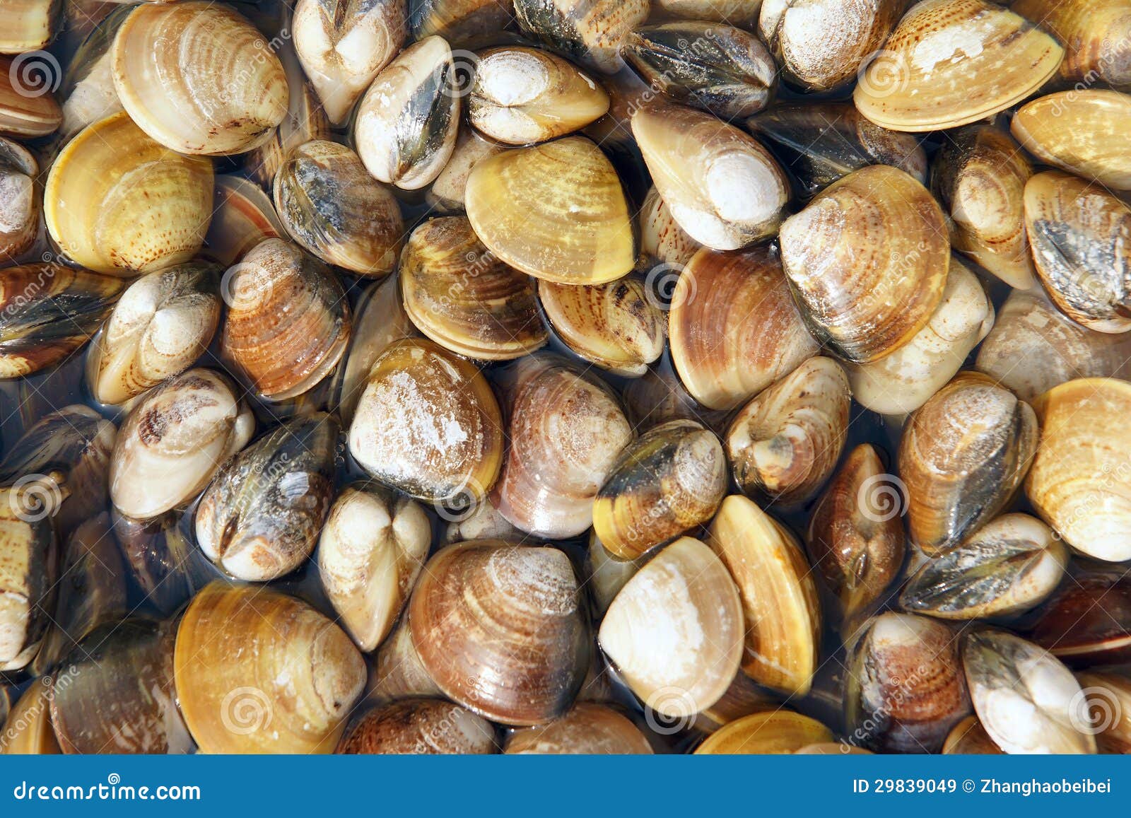 Muscheln stockbild. Bild von markt, tier, muschel, produkt - 29839049