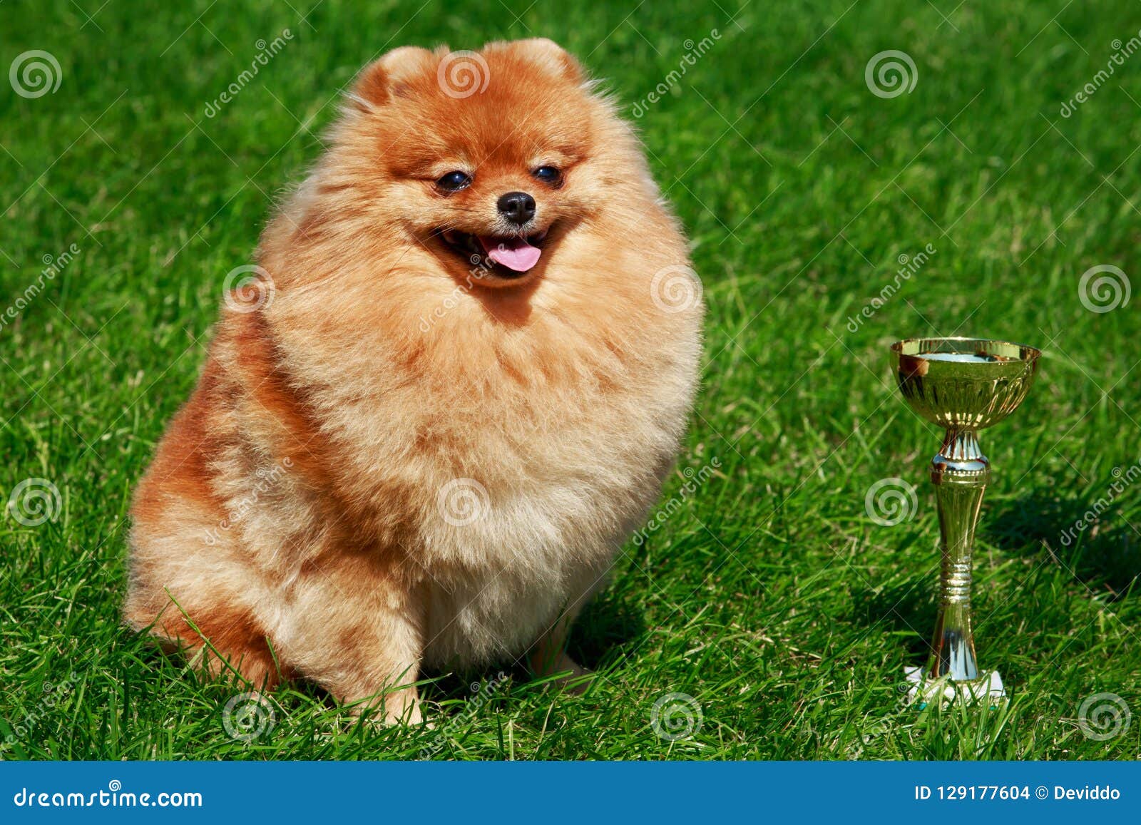 Der Hunderasse Pomeranian Spitz Stockfoto - Bild von tier, pommer ...