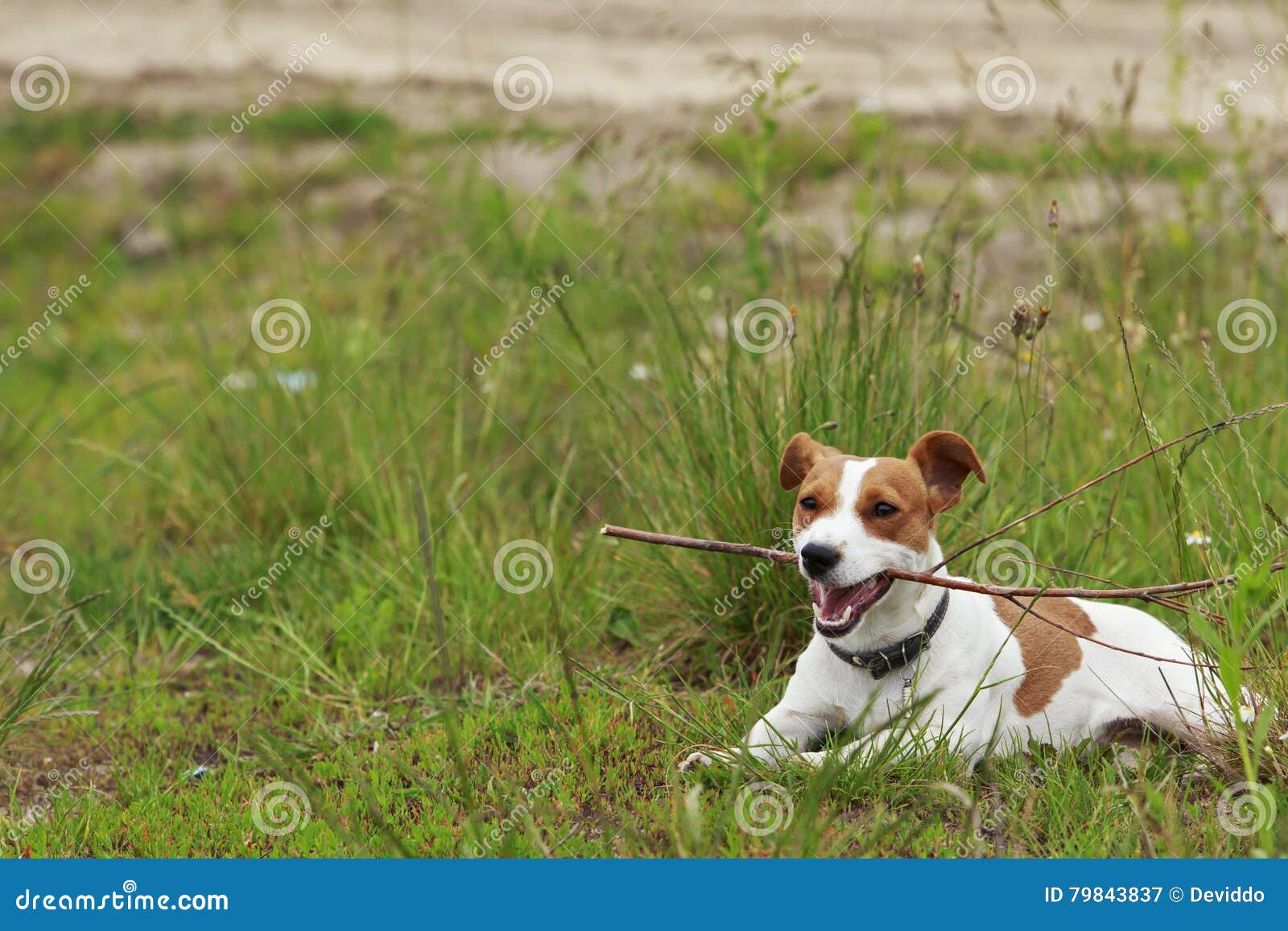 Der Jack Russell Terrier-Hund Stockbild - Bild von freundschaft ...