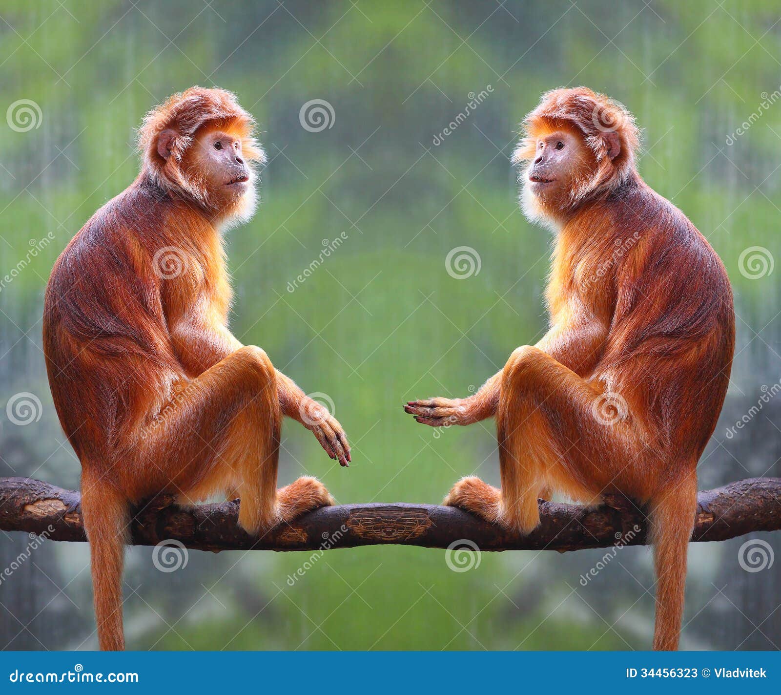 Der Javan-Langur (Trachypithecus-auratus). Stockbild - Bild von ...
