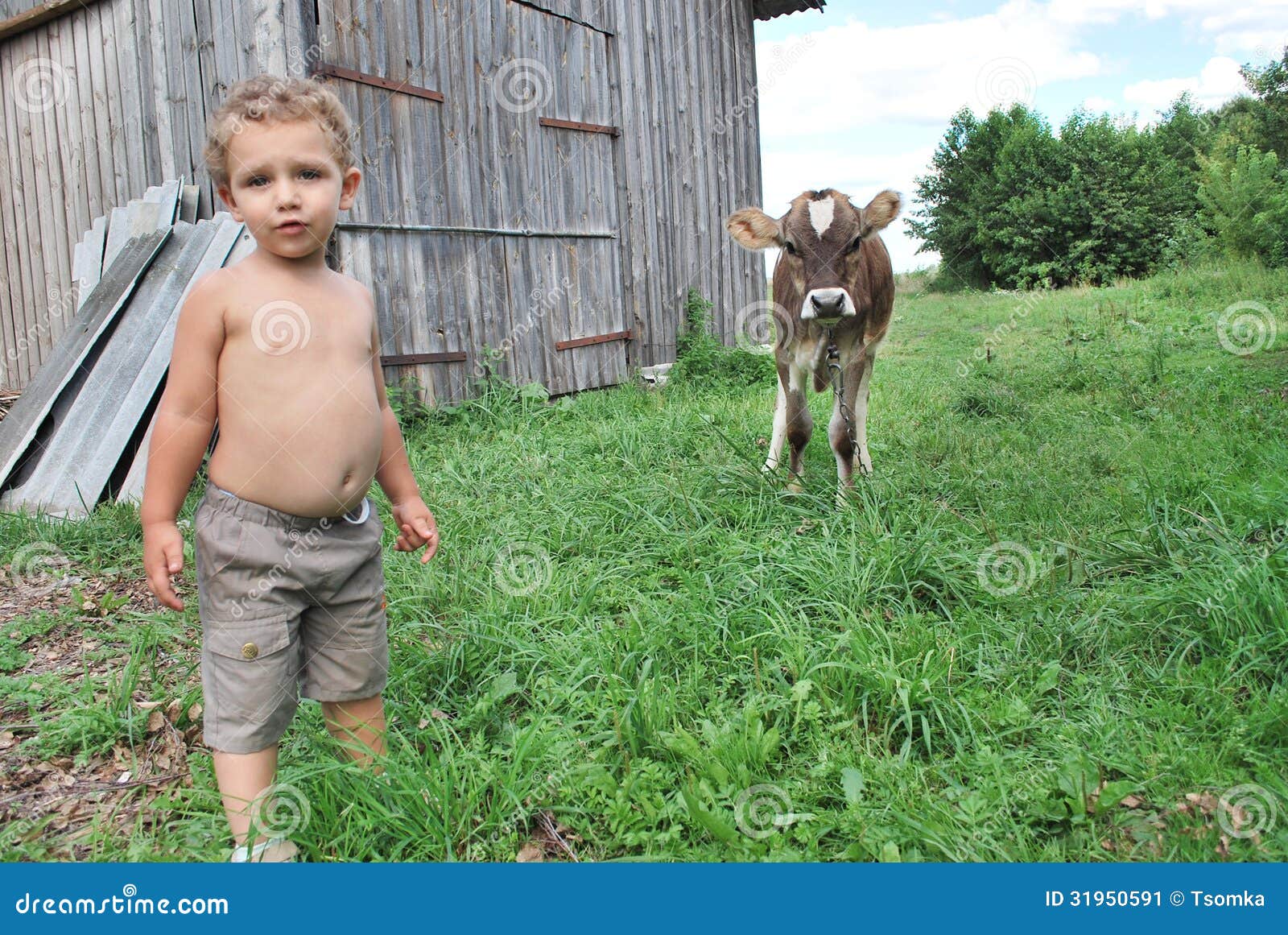 Der Junge und das Kalb stockbild. Bild von rindfleisch - 31950591