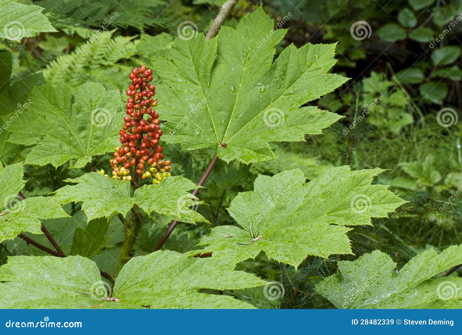 Der Klumpen des Teufels stockbild. Bild von pflanzen - 28482339