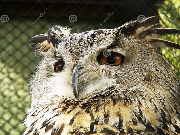 Der Kopf der Eule stockfoto. Bild von rahmen, vogel, klugheit - 38143984