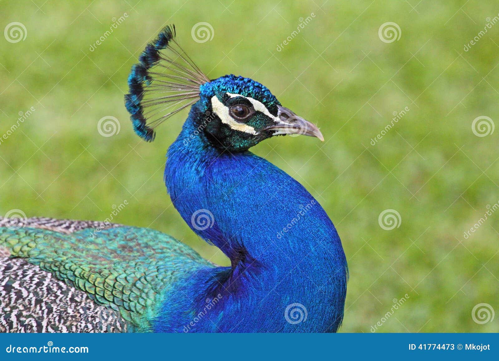 Der Kopf Des Pfaus Im Profil Stockbild - Bild von vogel, park: 41774473