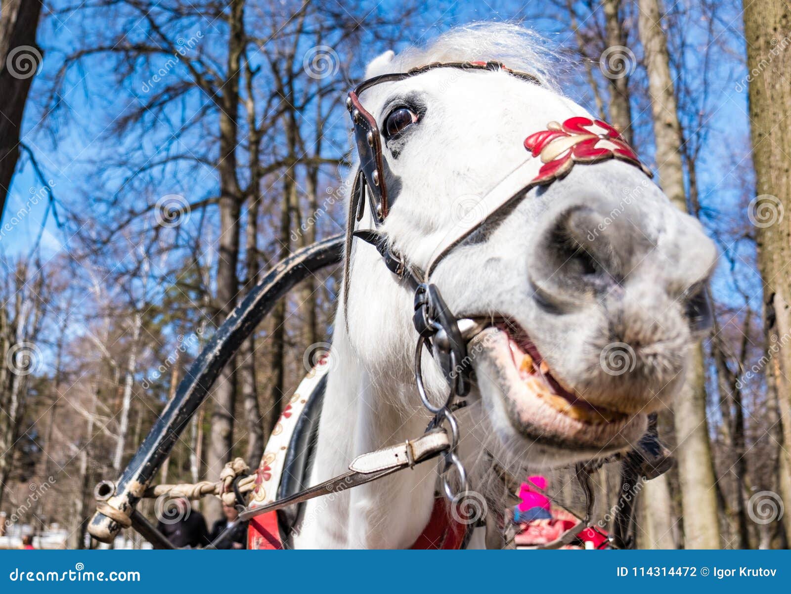 Der Kopf Eines Pferds in Einem Nahaufnahmegeschirr Stockfoto - Bild von ...