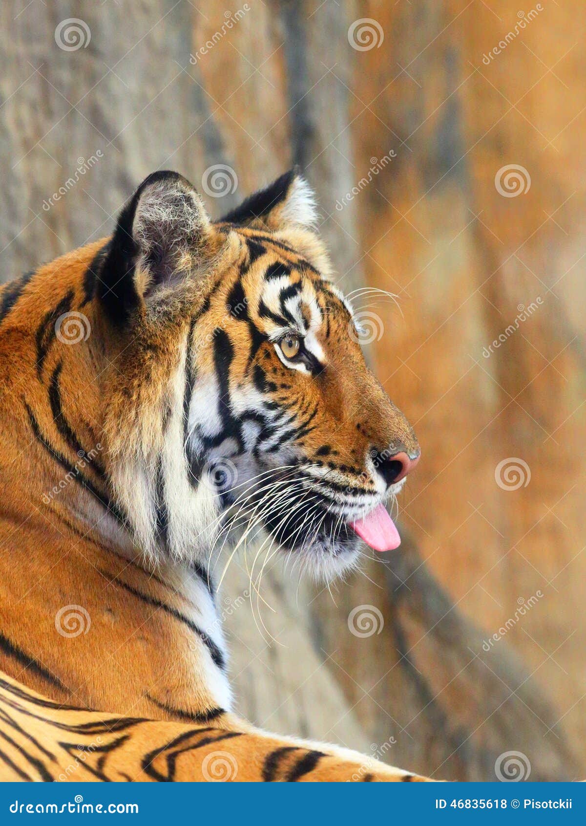 Der Kopf Eines Tigers in Einem Profil Stockfoto - Bild von wildnis ...