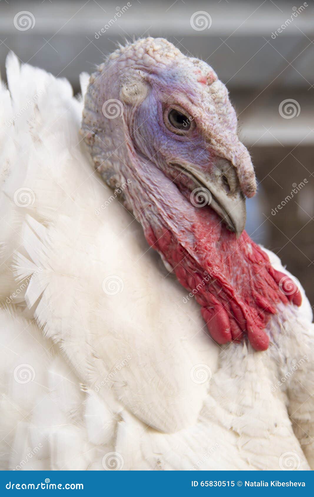 Der Kopf Eines Truthahns Mit Rotem Bart Stockbild - Bild von gesicht ...