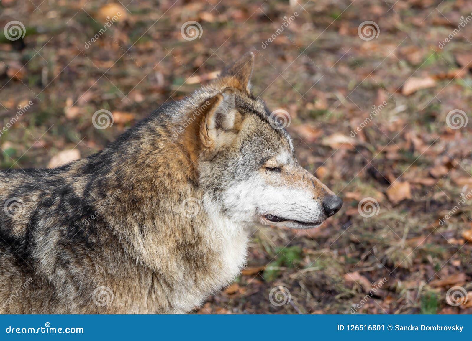 Der Kopf Eines Wolfs Von Der Seite Stockbild - Bild von bedrohlich ...