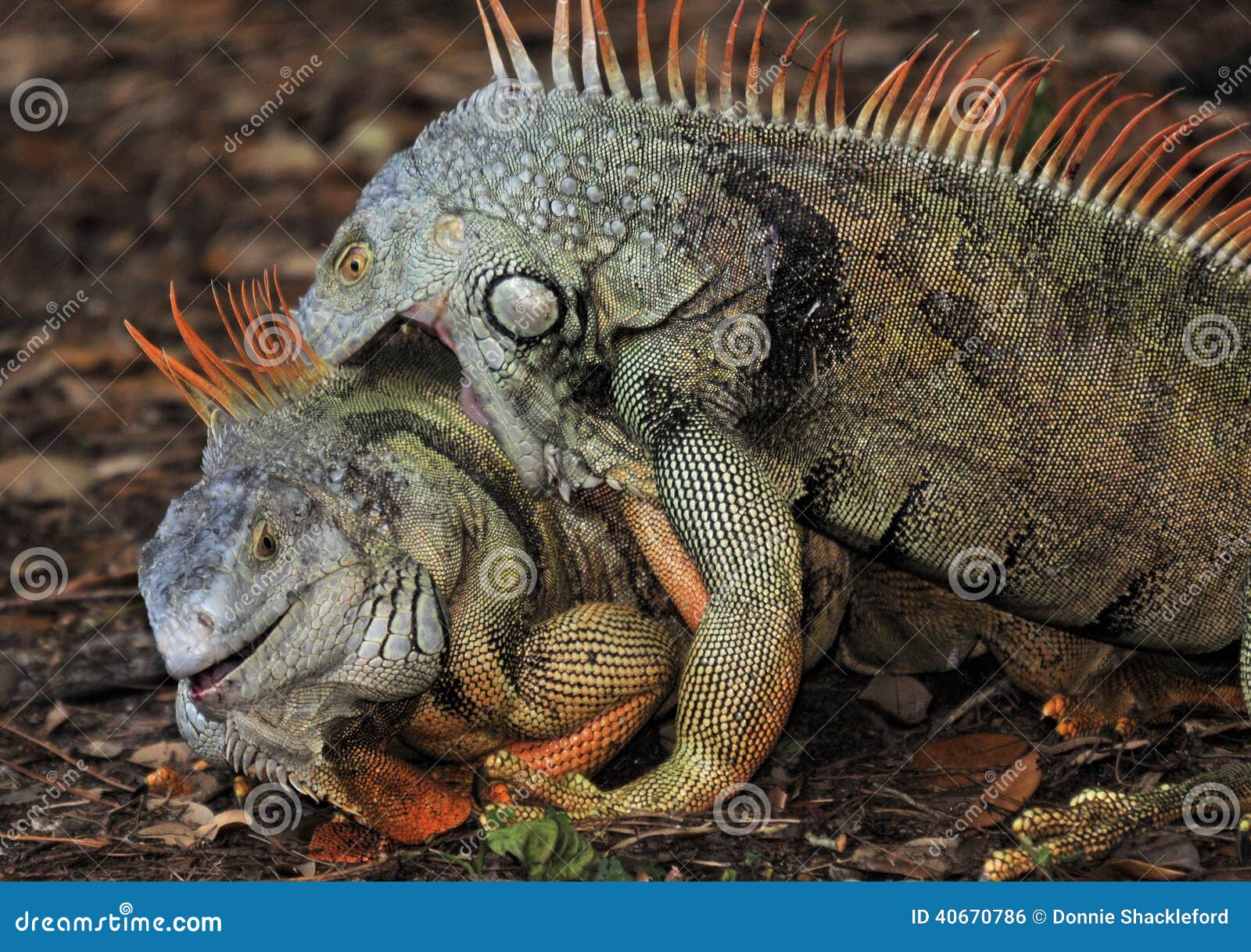 Der Leguan stockfoto. Bild von leguan, konkurrenzfähig - 40670786