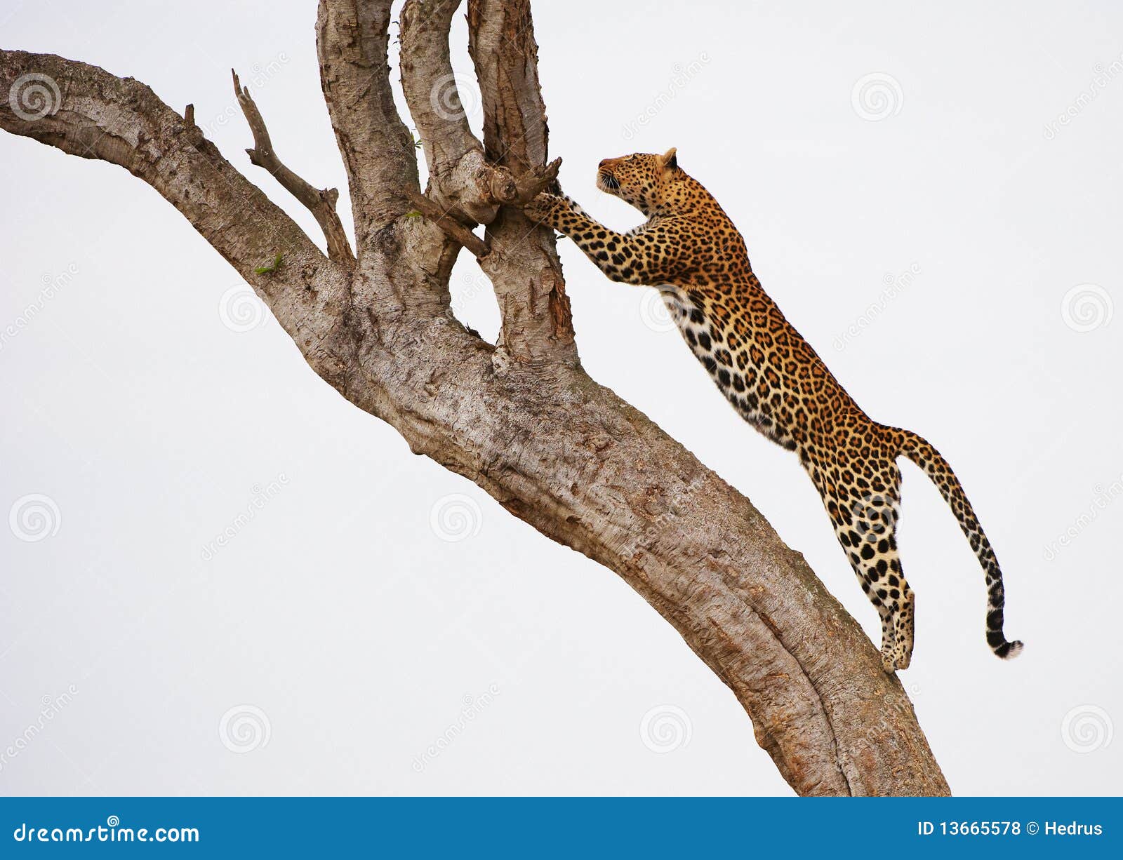 Der Leopard Springend Auf Den Baum Stockfoto - Bild von süd ...