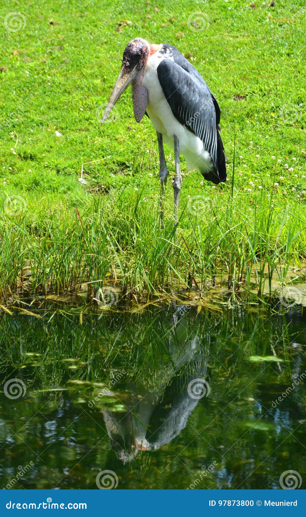 Der Marabu-Storch stockfoto. Bild von tier, biologie - 97873800