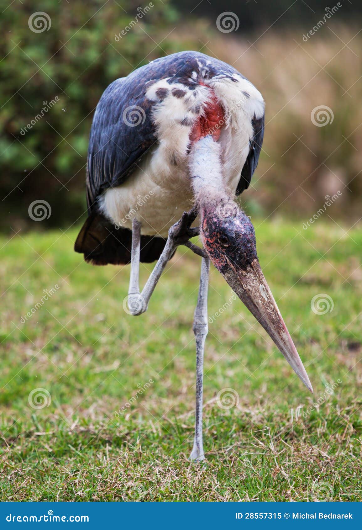 Der Marabu-Storch in Tanzania, Afrika Stockbild - Bild von afrikanisch ...