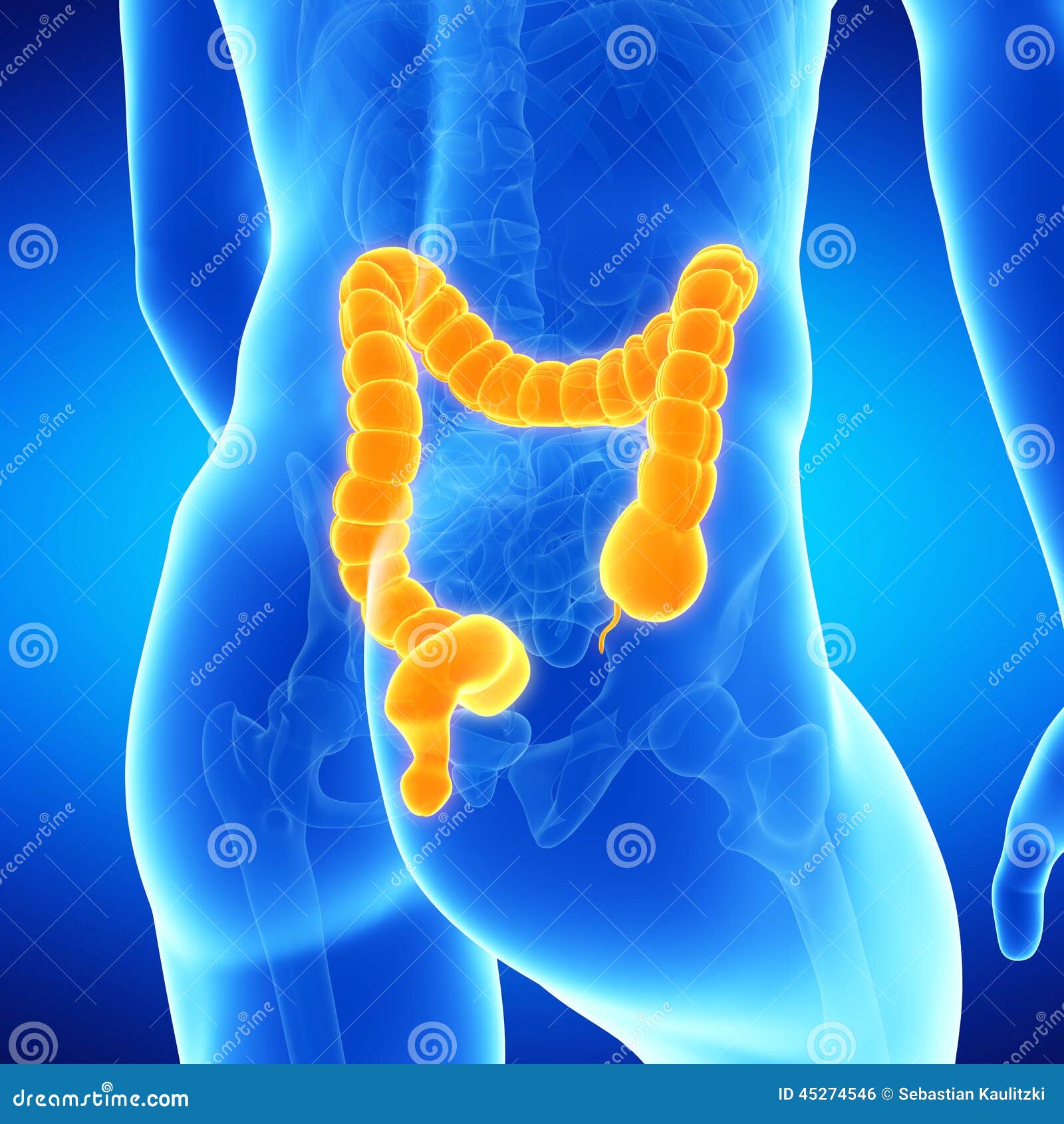 Der Menschliche Doppelpunkt Stock Abbildung - Illustration von ...