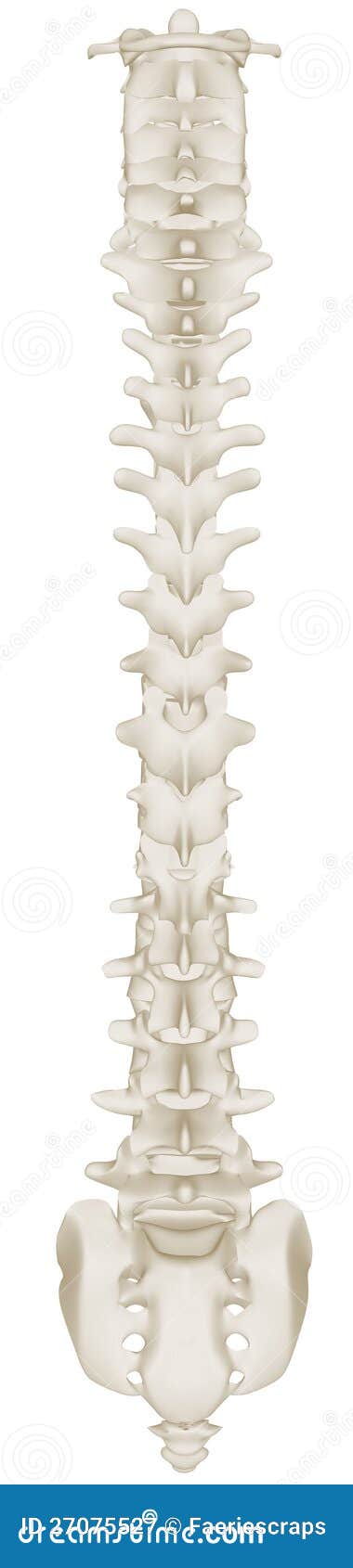 Der menschliche Dorn stock abbildung. Illustration von nahaufnahme ...