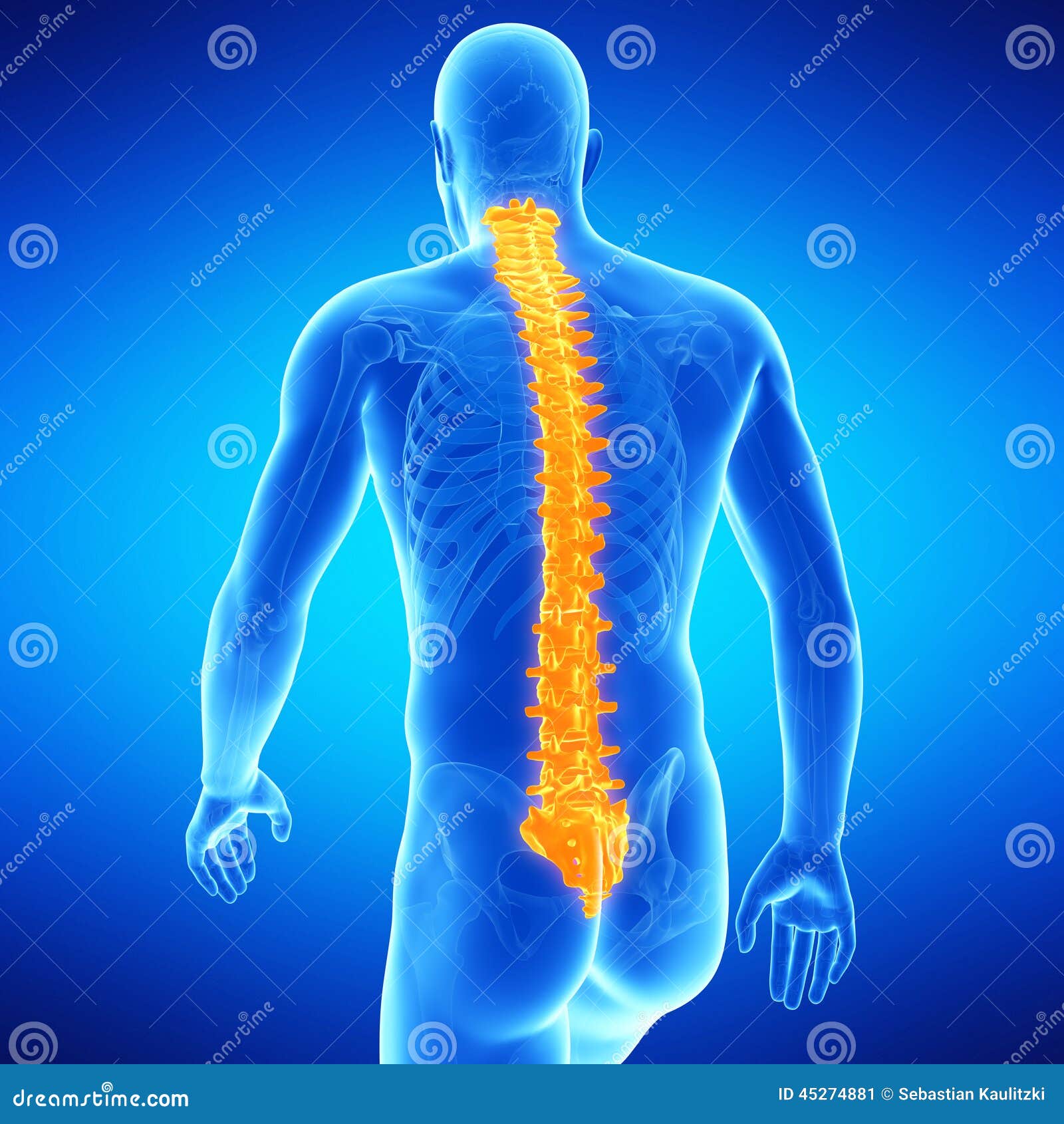Der menschliche Dorn stock abbildung. Illustration von biologie - 45274881