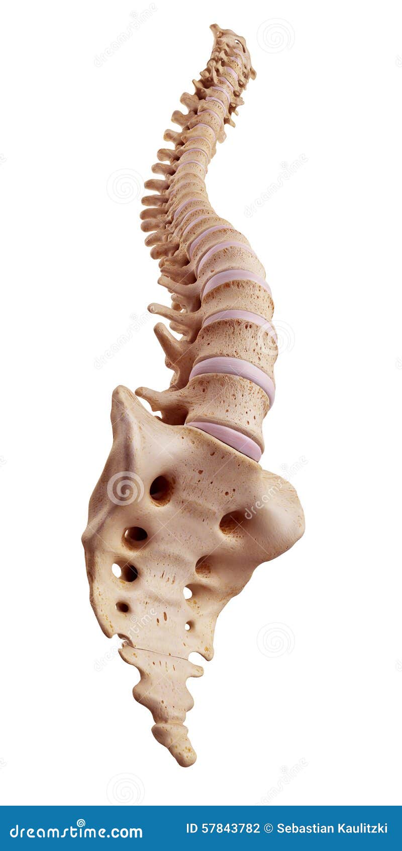 Der menschliche Dorn stock abbildung. Illustration von karosserie ...