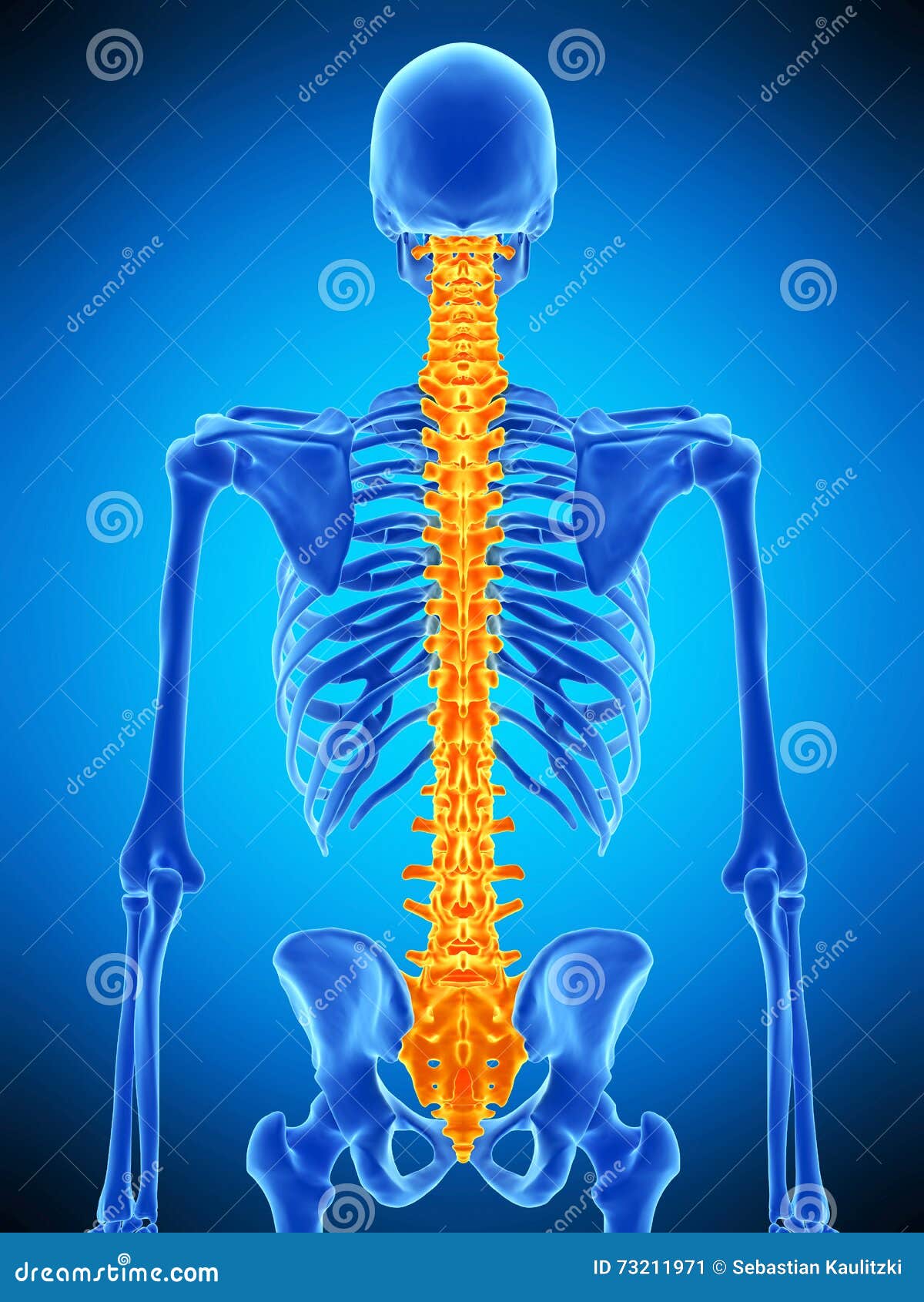Der menschliche Dorn stock abbildung. Illustration von rückseite - 73211971